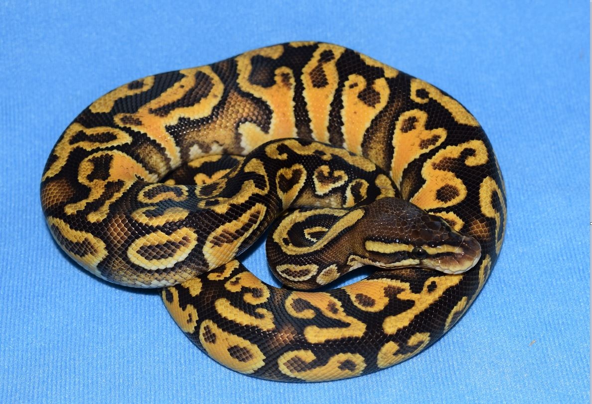 Hurricane Blaze Enchi Pastel Ball Python by HJ Winner Reptiles ...