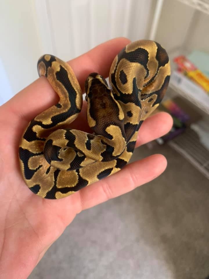 Enchi Ball Python by Rylan's Reptiles - MorphMarket