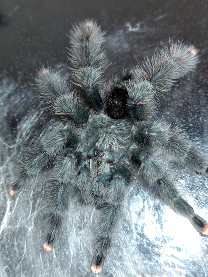 Mm Avic Avic Tarantula by Awkward_Inverts