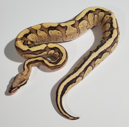 Vanilla Cream Ball Python by FallsView Reptiles