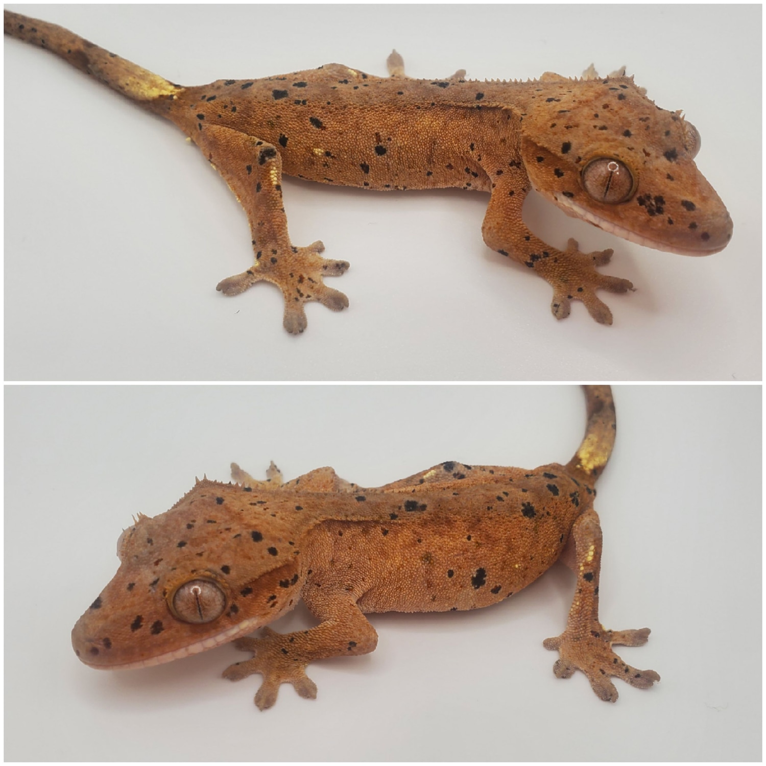Red Spots-Super Dalmation Crested Gecko by FallsView Reptiles - MorphMarket