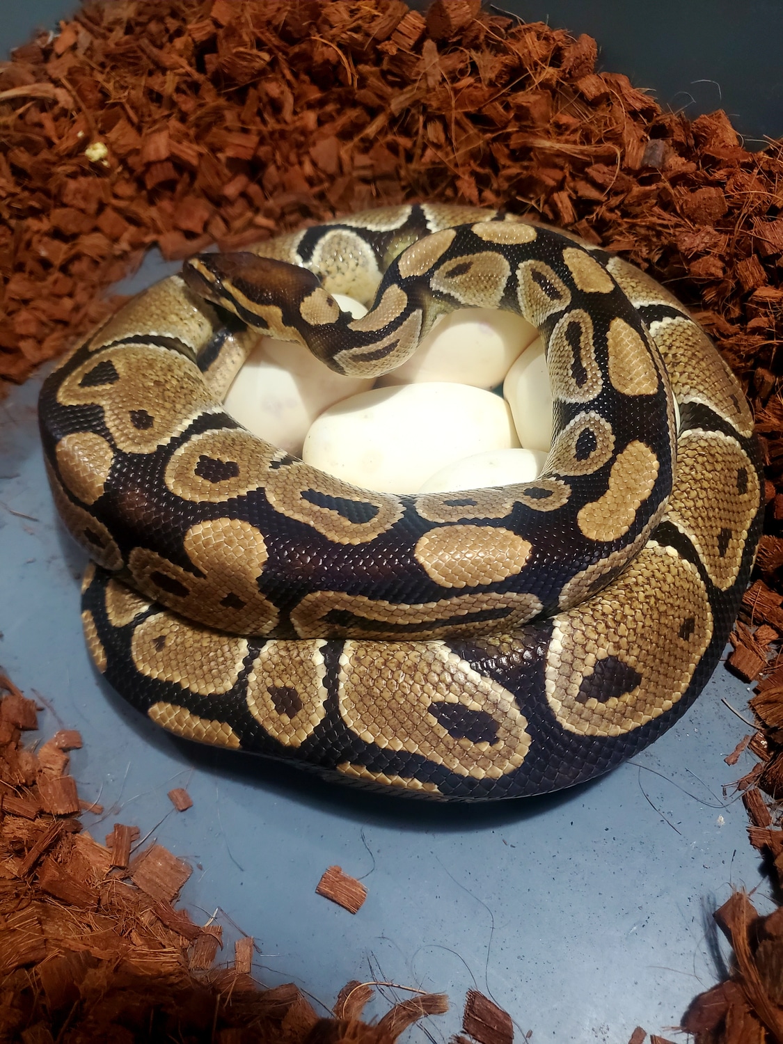 Nr Mandarin Ball Python by FallsView Reptiles - MorphMarket