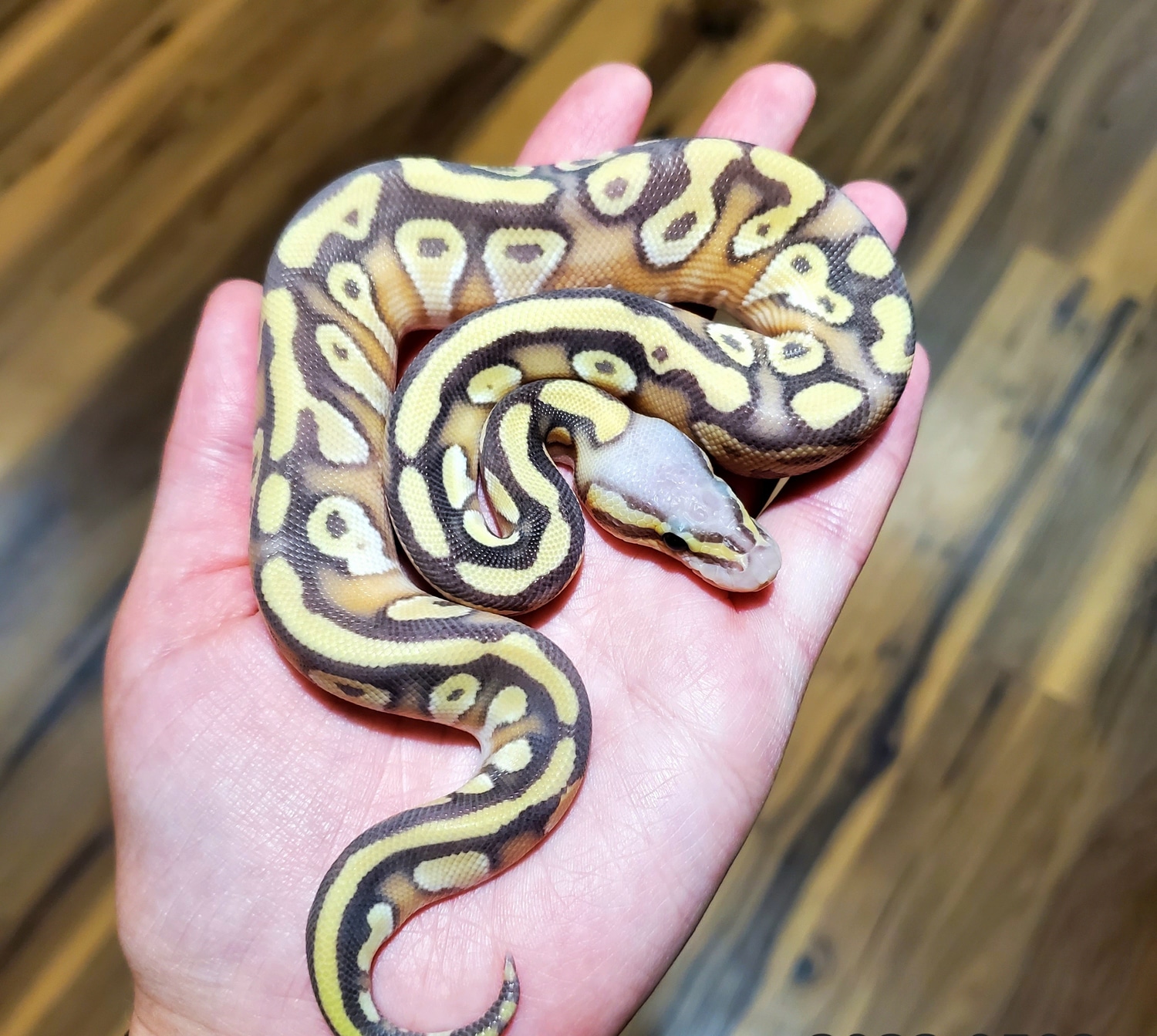 (FM) Banana OD Pastave Het Clown Ball Python by FallsView Reptiles ...