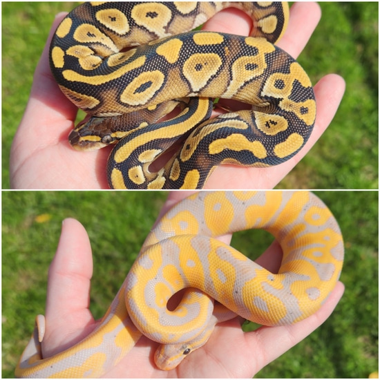 1.1 Super Mandarin Hypo Pied Pair Ball Python by FallsView Reptiles