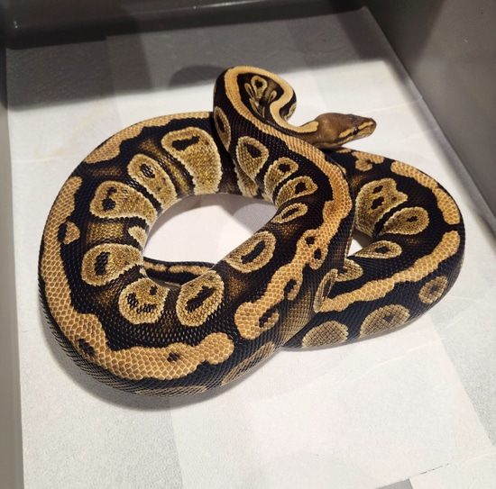 Cypress Honey Het Clown Ball Python by Falls View Reptiles