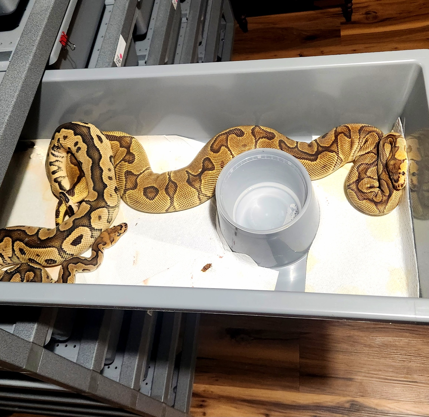 Ball Python Clutch: 2023-06 by FallsView Reptiles - MorphMarket