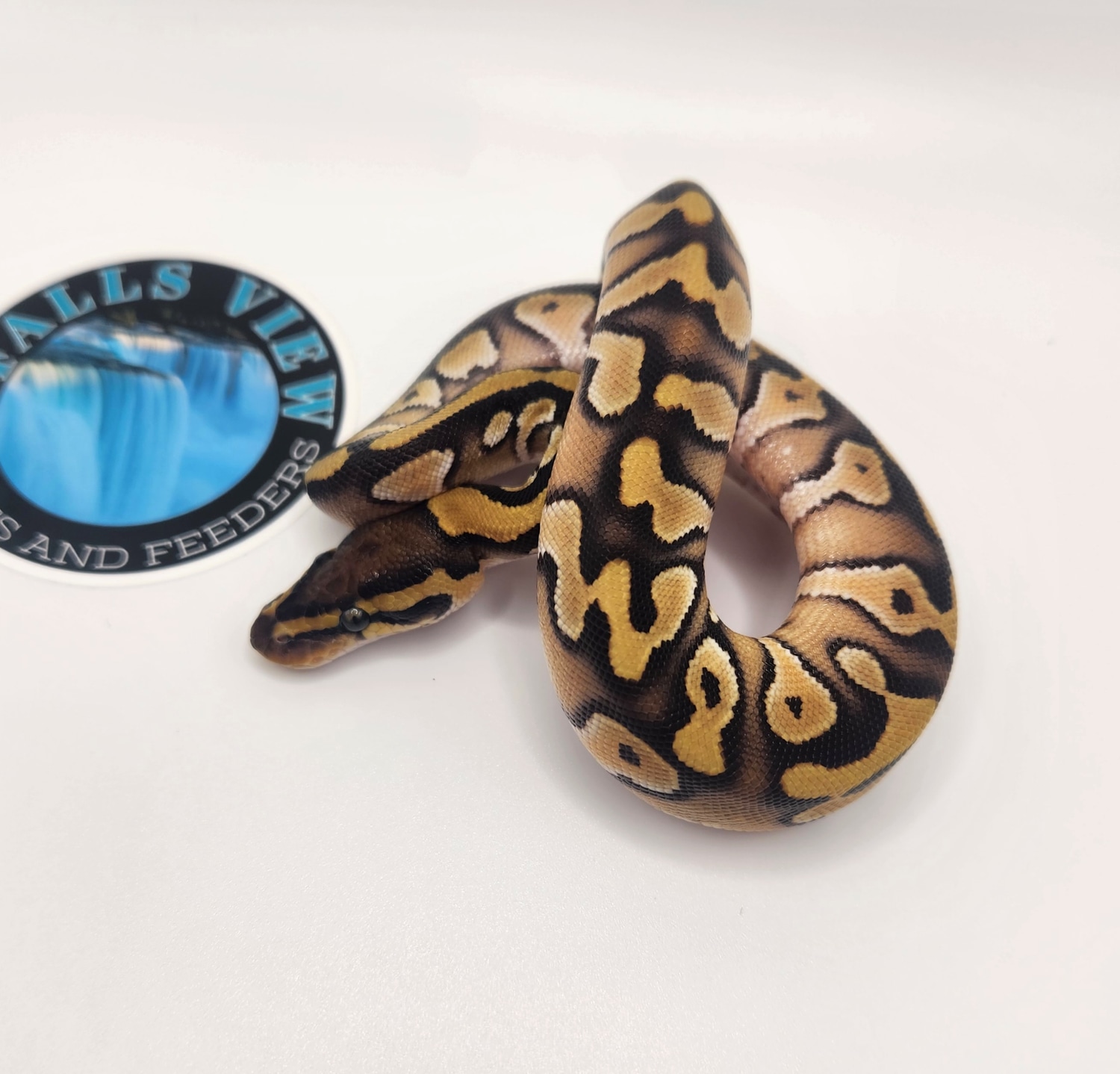Moj OD DH DG Clown Ball Python by FallsView Reptiles - MorphMarket