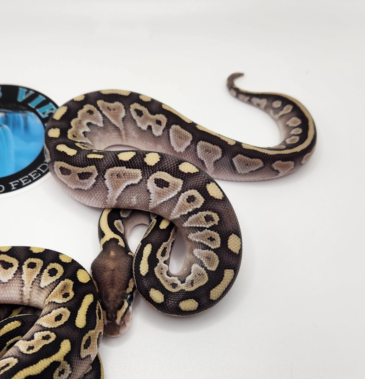 RH Lesser Het Pied 50% Het Clown Ball Python by FallsView Reptiles ...