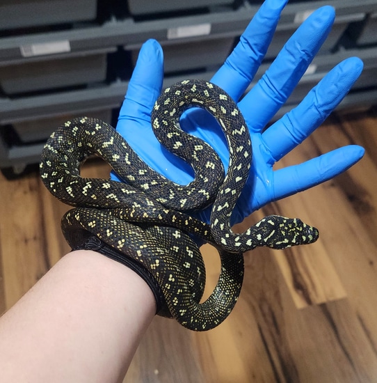SDZ/ SDZ Valle Diamond Carpet Python by Falls View Reptiles