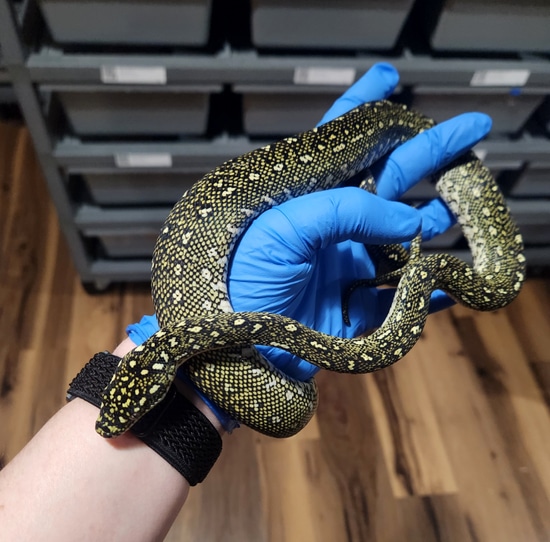 4ft SDZ/ SDZ Valle Diamond Carpet Python by Falls View Reptiles