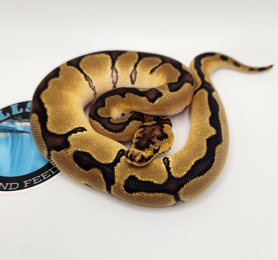 Enchi Clown 66% DH Hypo Pied Ball Python by Falls View Reptiles