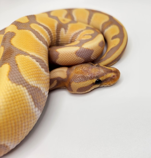 Banana OD Het DG Ball Python by FallsView Reptiles