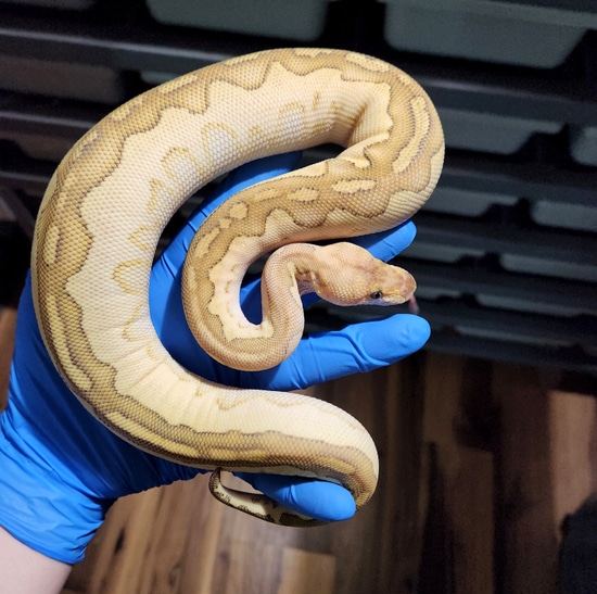 Redhead Lesser Clown Ball Python by FallsView Reptiles