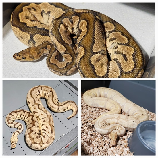 1.2 Breeders Ball Python by Falls View Reptiles