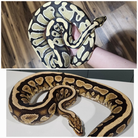 1.1 DG Het Clown & Cypress Spot YB Het DG (RTB) Ball Python by Falls ...