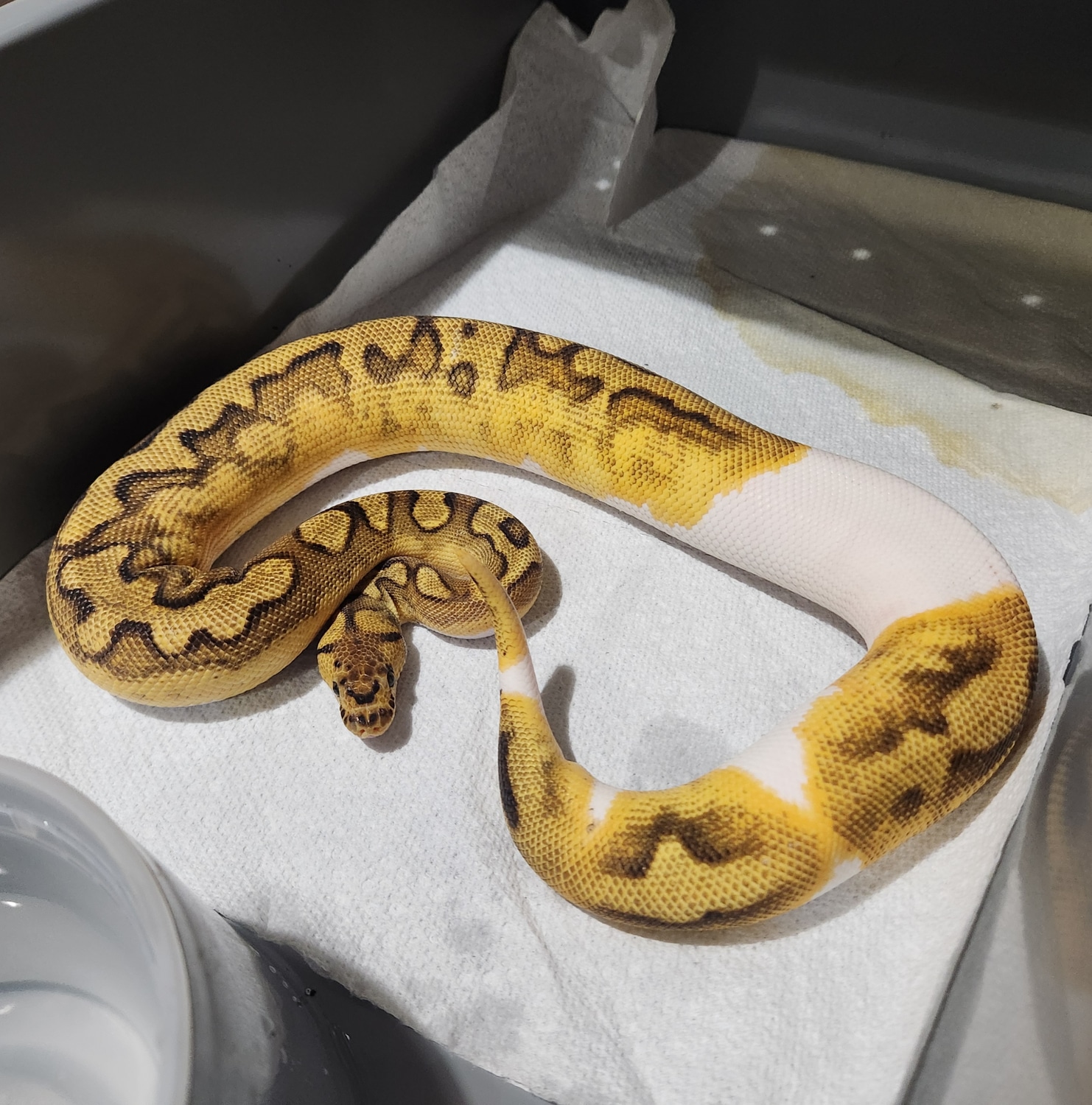 Falls View Reptiles's Collection - MorphMarket