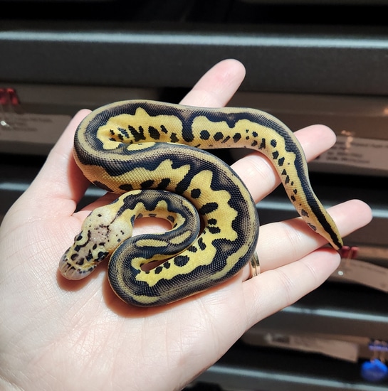Pastel Chocolate Leopard Clown Ball Python by Falls View Reptiles
