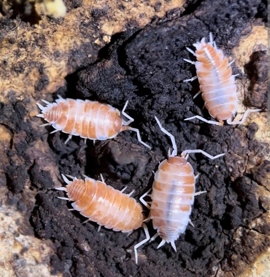 40+ Powder Orange Cream Isopods With 100+ Springtails by Falls View ...
