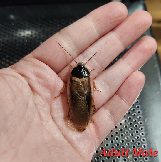 Adult Male Dubia Roaches 12 Count Cockroach by Falls View Reptiles