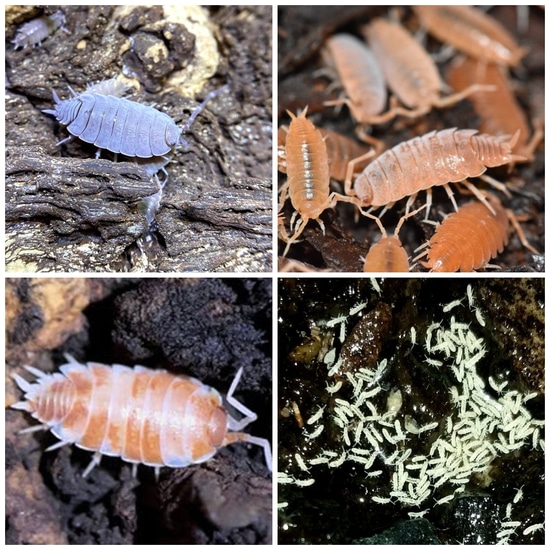 Bioactive Kit: "Powder" Isopods + Springtails (Humid Or Arid) by Falls ...