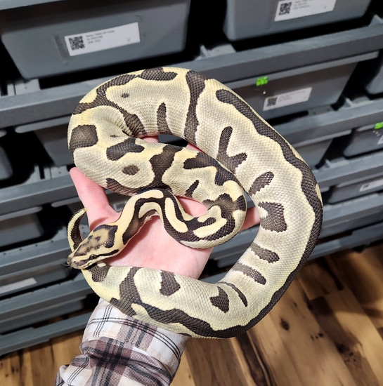 Enchi Leopard DG DH Hypo Clown Ball Python by Falls View Reptiles