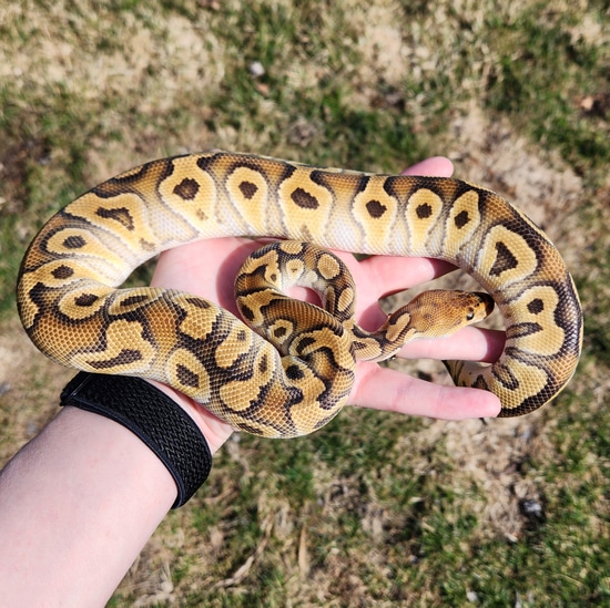 Cypress (Honey) Clown Het Pied Ball Python by Falls View Reptiles