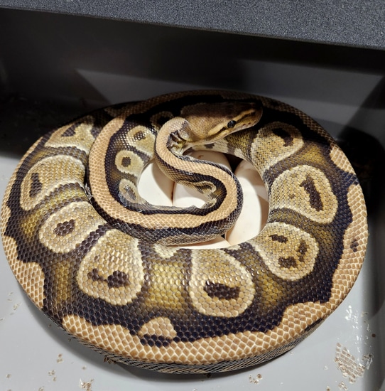 Cypress Honey Het Clown Ball Python by Falls View Reptiles