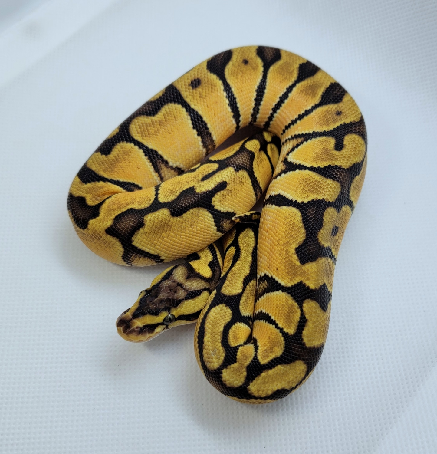 OD Pastel Blade 66% Het Clown Ball Python by AW Reptiles - MorphMarket