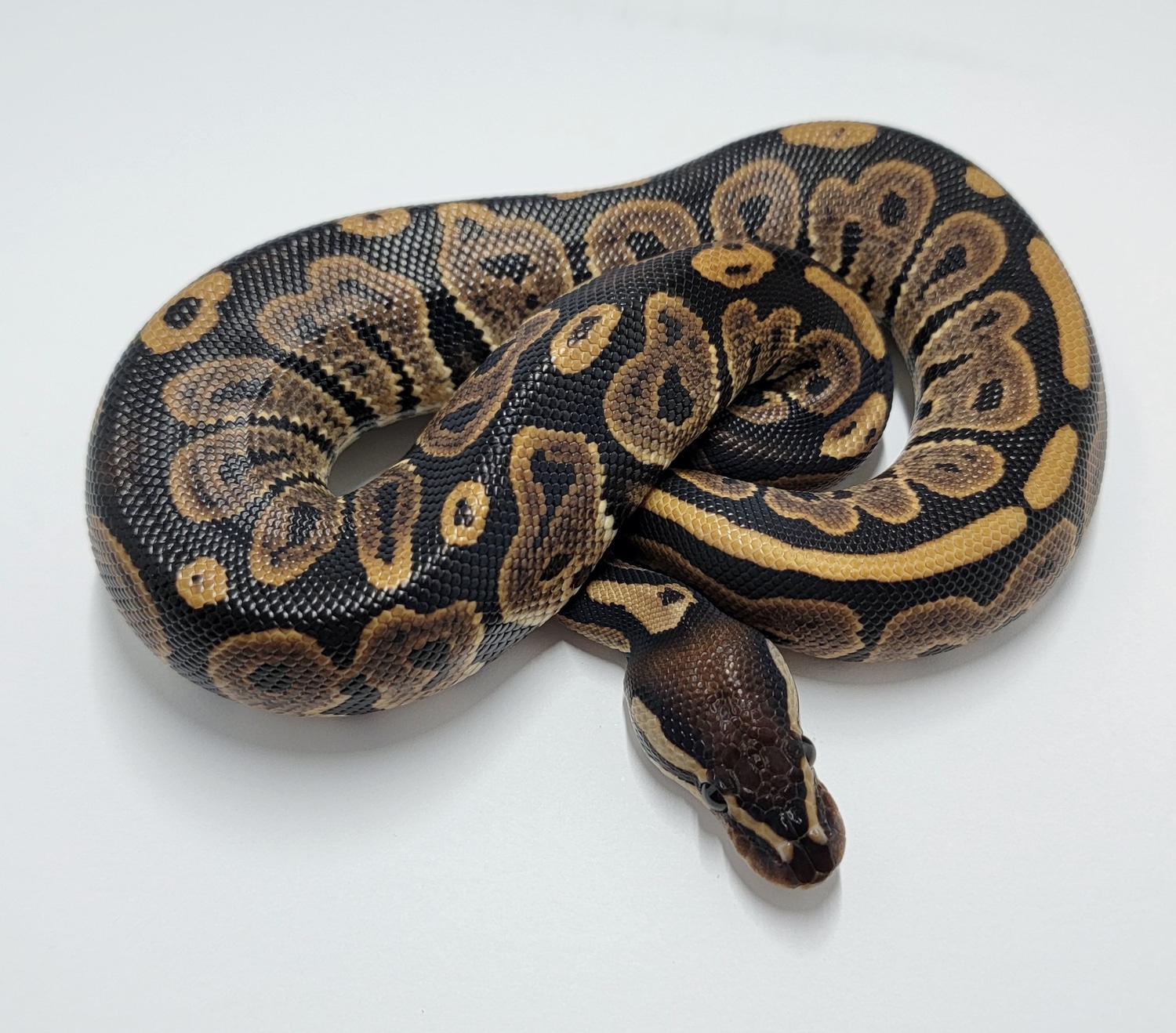 Black Pastel 100% Het Ultramel 66% Het Hypo Ball Python by AW Reptiles ...