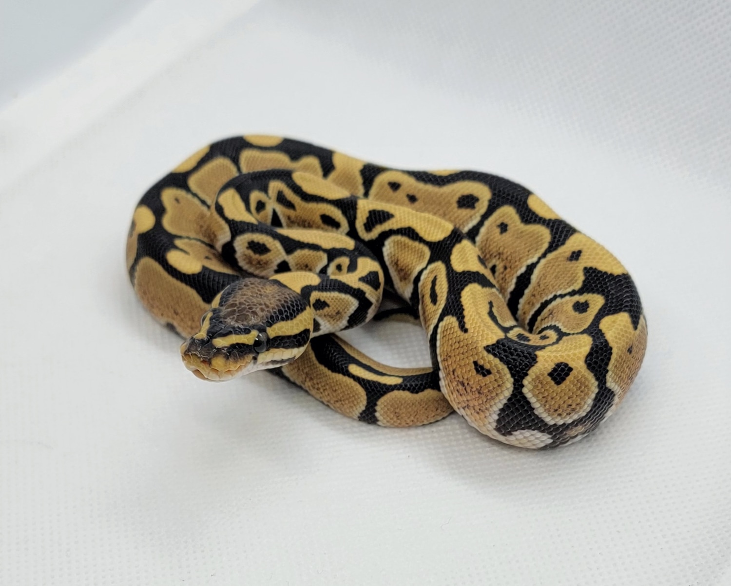 Desert Ghost Ball Python by AW Reptiles - MorphMarket