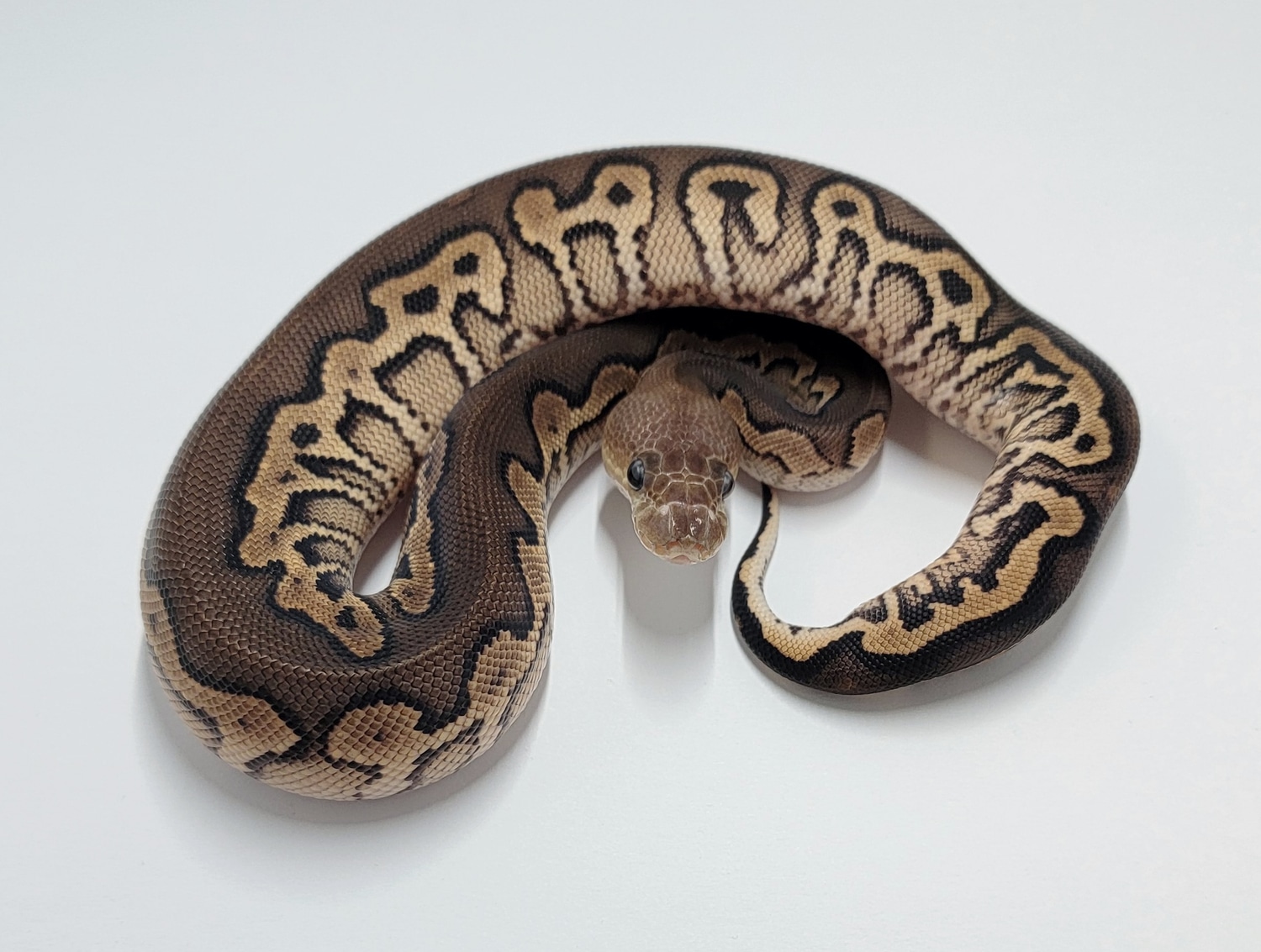 Cinnamon YB Clown Ball Python by AW Reptiles - MorphMarket