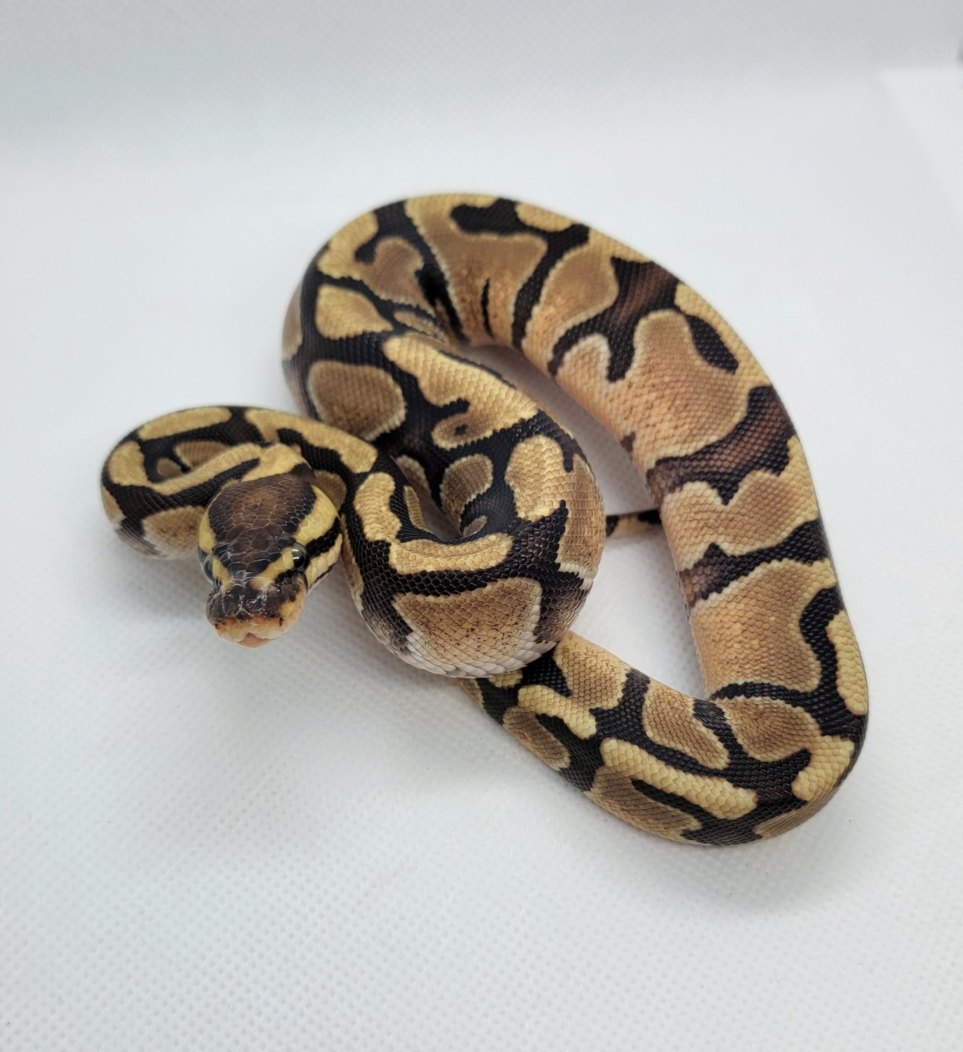 Disco 100% Het Clown Ball Python by AW Reptiles - MorphMarket