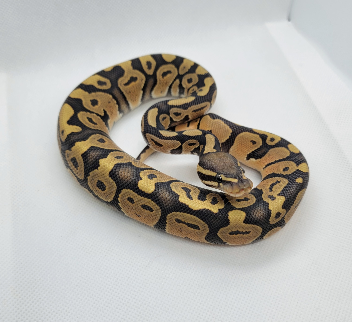 Hypo Ball Python by AW Reptiles - MorphMarket