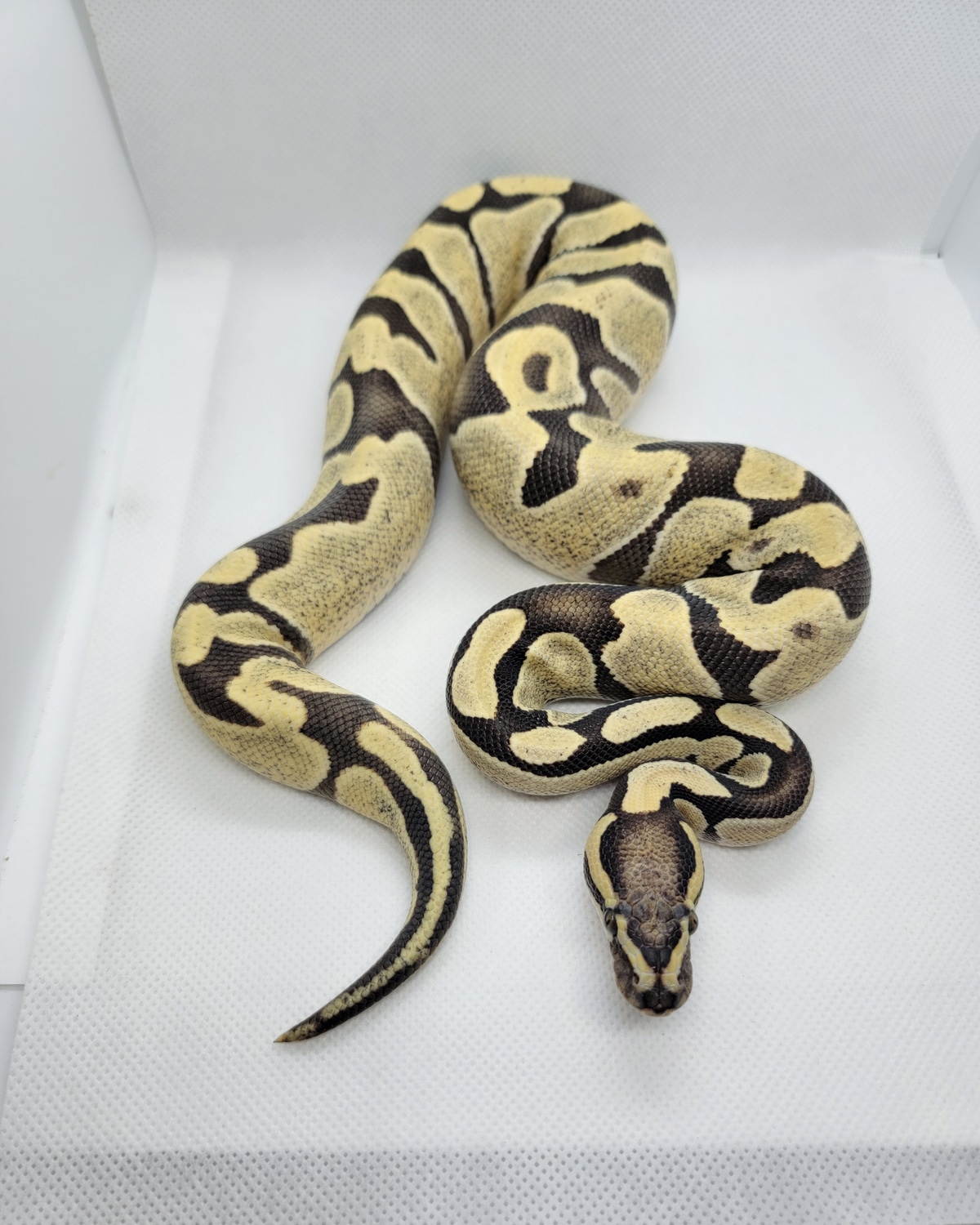 Enchi Desert Ghost Ball Python by AW Reptiles - MorphMarket