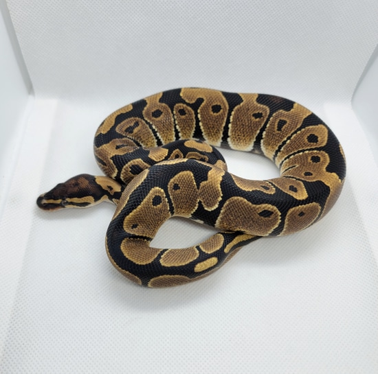 100% Het Ultramel 66% Het Hypo Ball Python by AW Reptiles