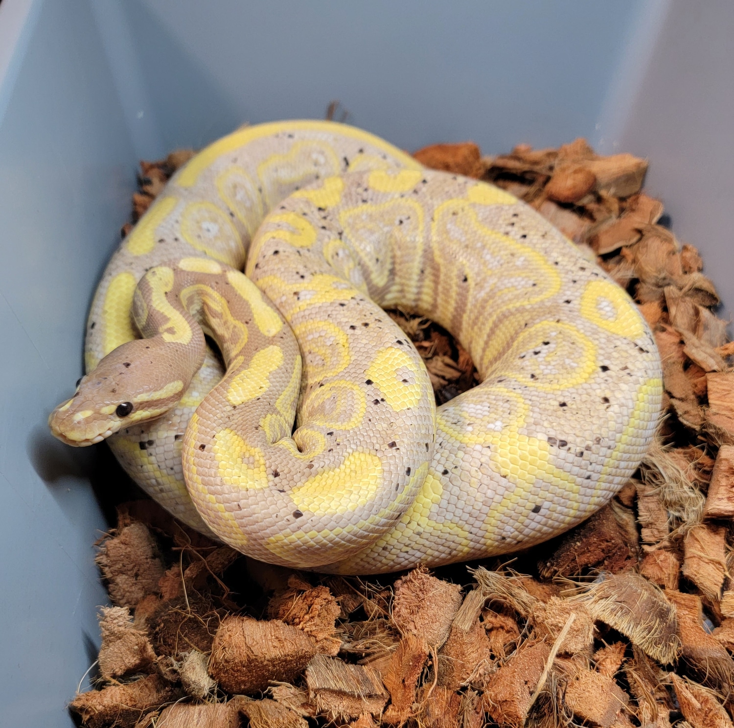 Banana Black Pastel Ball Python by AW Reptiles - MorphMarket
