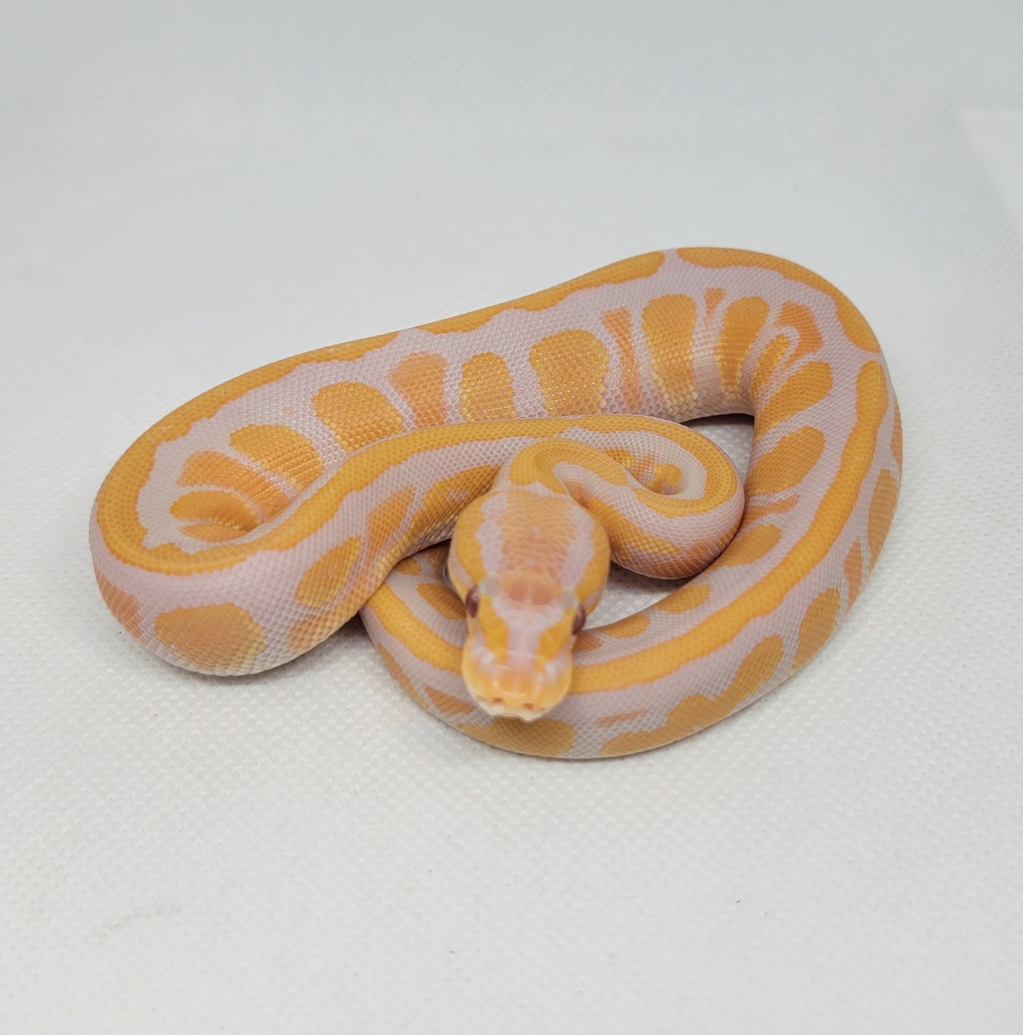 Redstripe Lavender 50% Het Pied Ball Python by AW Reptiles - MorphMarket