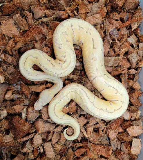 Enchi Lemonblast DG Ball Python by AW Reptiles