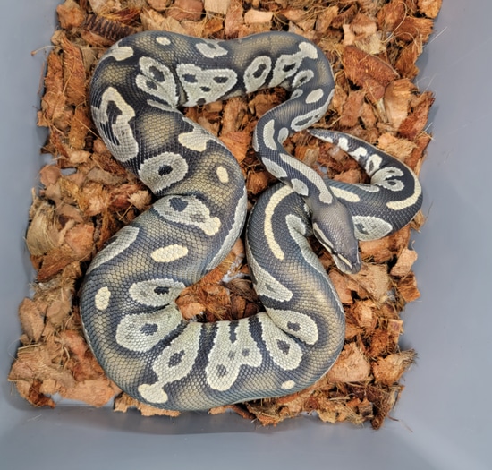 Blackhead Hypo Ball Python by AW Reptiles