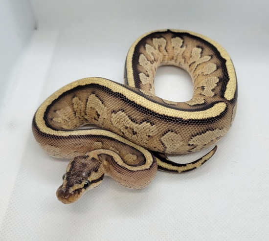 Super Specter 66% DH DG/G-Stripe Ball Python by AW Reptiles