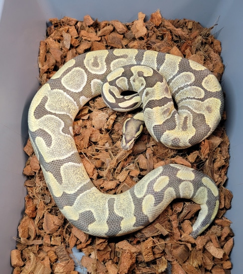 Enchi DG Ball Python by AW Reptiles