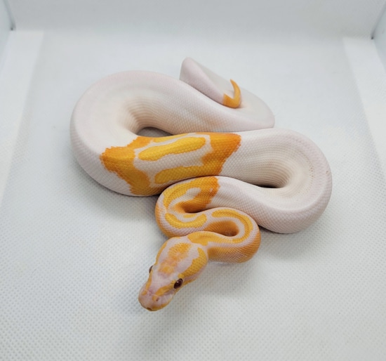 Dreamsicle Ball Python by AW Reptiles