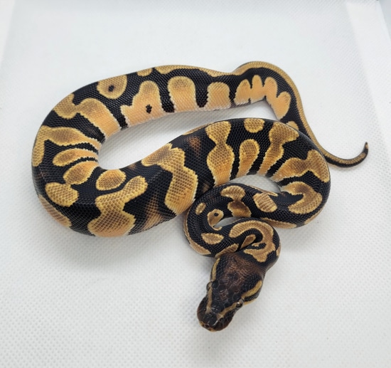 Super OD 66% Het DG 50% Het Pied Ball Python by AW Reptiles