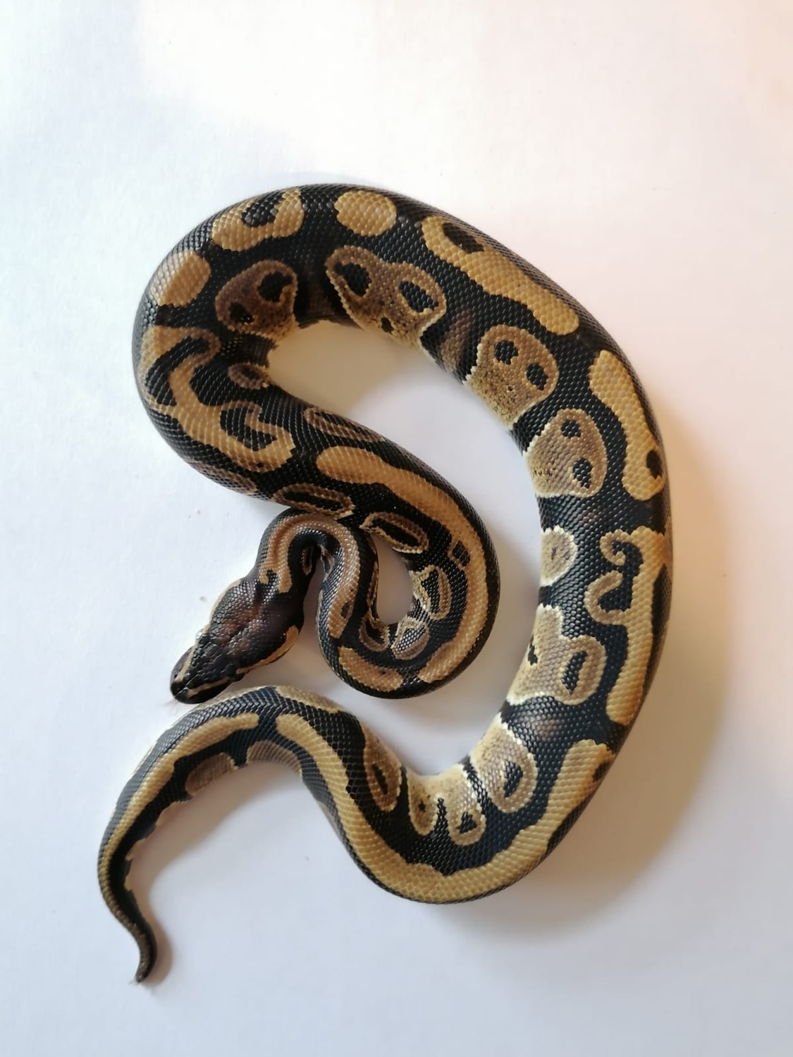 DH 100% VPI Axanthic 100% Piebald May Ball Python by Bieleballs Python ...