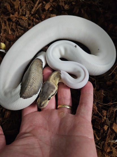 2022 Silver Streak Pied Ball Python by Slytherin House Exotics