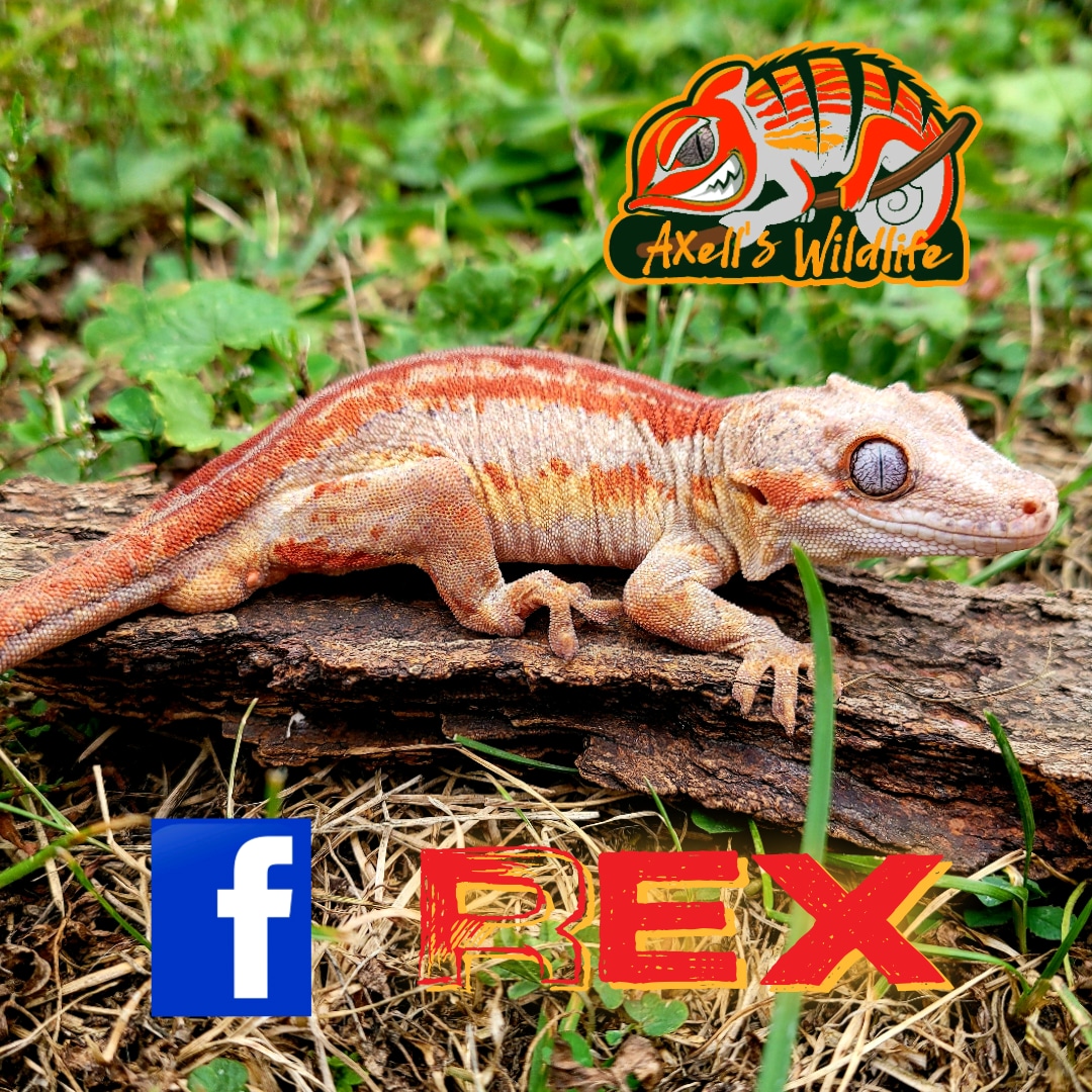 Rex Red Orange 6 Stripe Gargoyle Gecko by Axell's Wildlife - MorphMarket