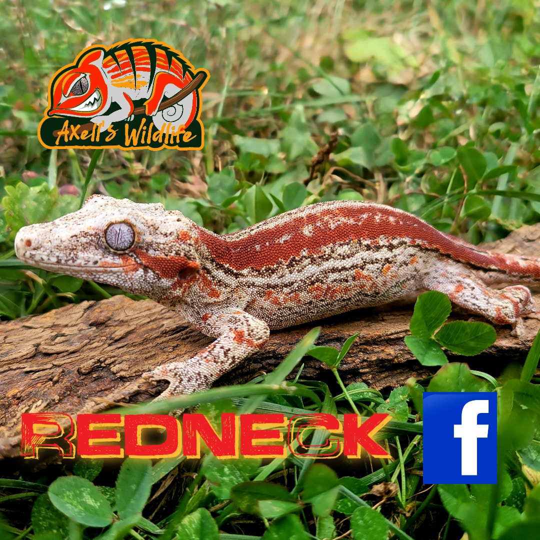 Redneck Red Over Orange Supper Stripe Gargoyle Gecko by Axell's ...