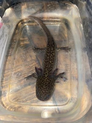 Wild Starburst Axolotl by Axolotls NYC - MorphMarket