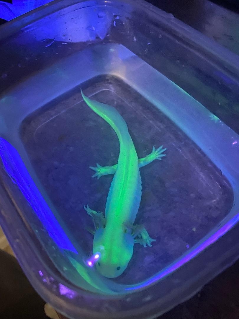 GFP Axolotl by Axolotls NYC - MorphMarket
