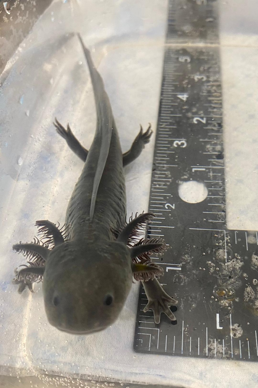 Melanoid Axolotl by Axolotls NYC - MorphMarket